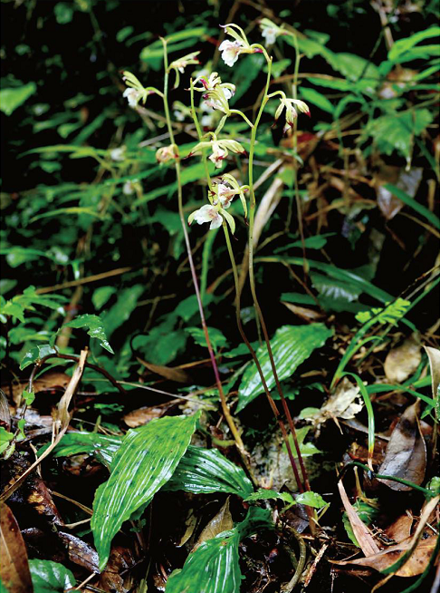 国家Ⅱ级濒危珍稀兰花|吻兰、锚钩吻兰、台湾吻兰的辨识与鉴赏 - 知乎