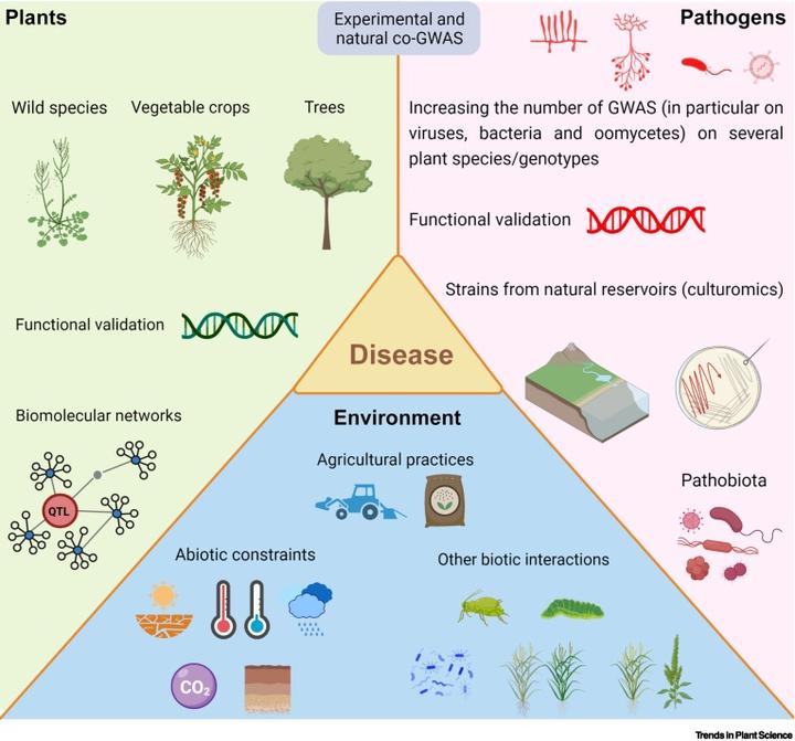 综述-如何在植物病理研究中开展GWAS研究？ - 知乎
