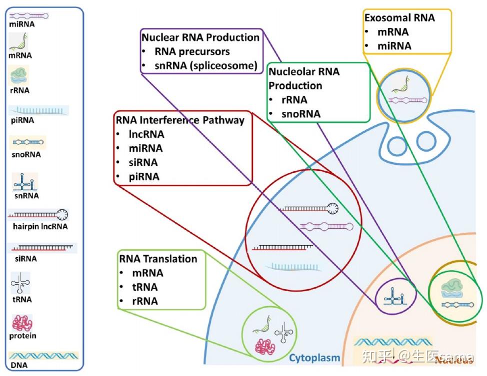 RNA的种类和研究里程碑 - 知乎