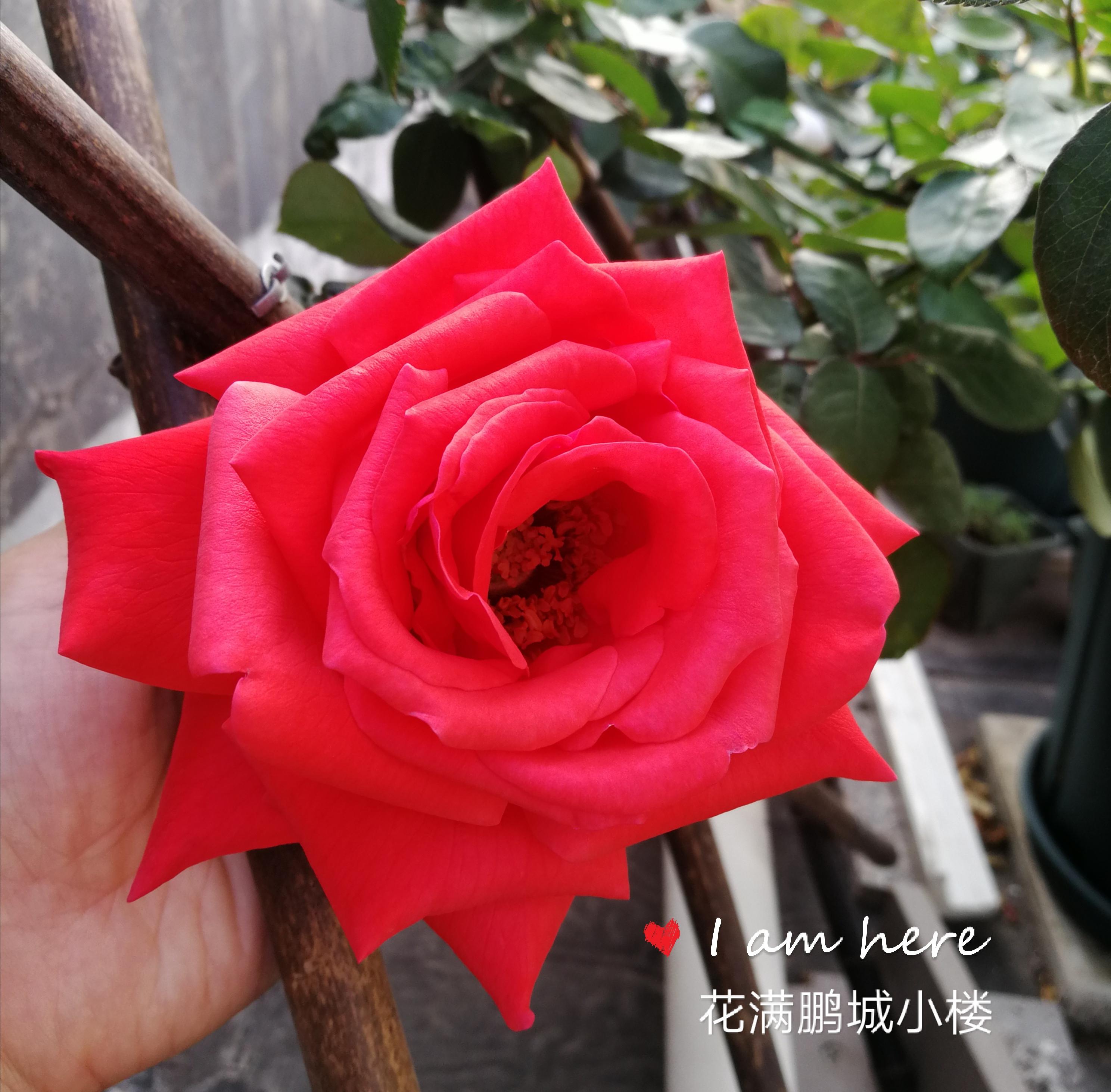 绯扇（Hiogi）——朱红色的日本大花月季 - 知乎