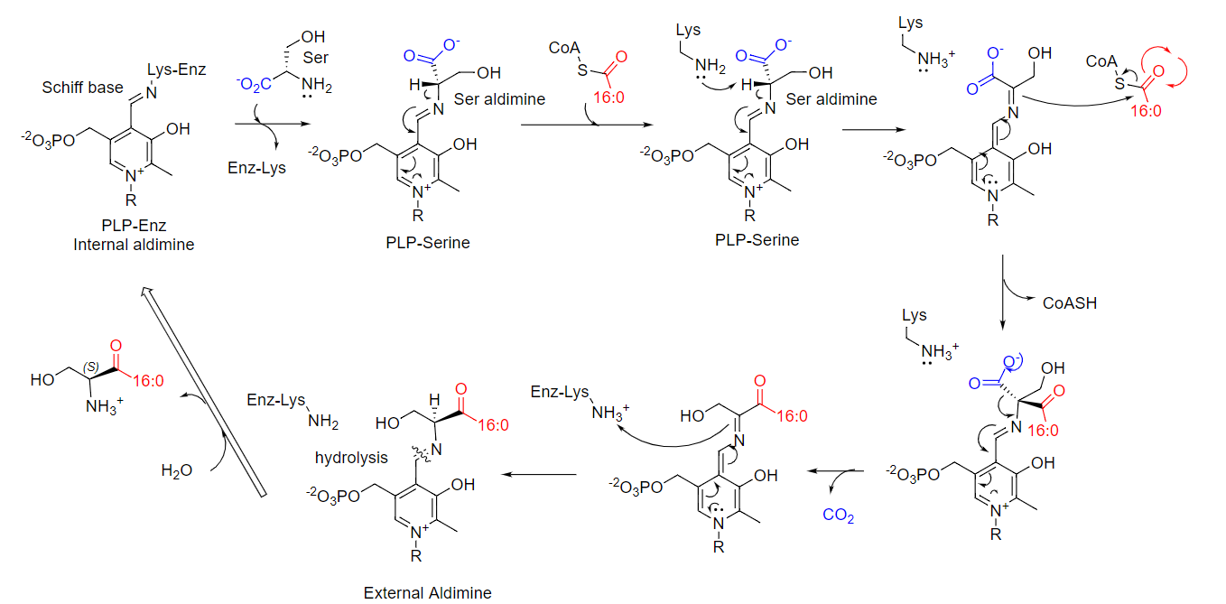 鞘脂与鞘脂贮积病 - 上：结构和代谢 - 知乎