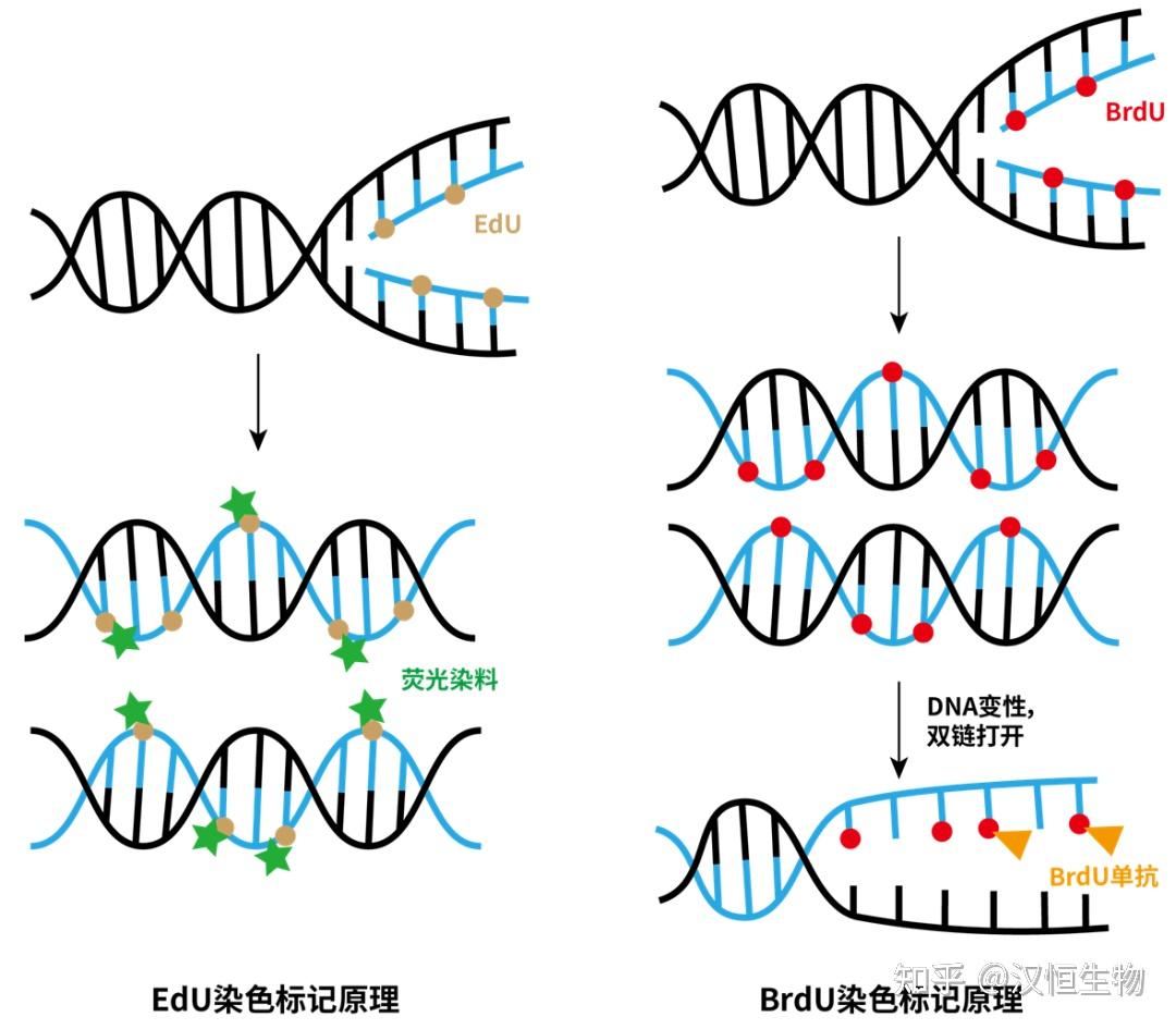 细胞功能性实验篇-细胞增殖和细胞凋亡 - 知乎