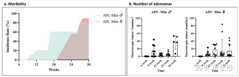 APC-Min小鼠｜肠道肿瘤小鼠模型（结直肠癌模型） - 知乎