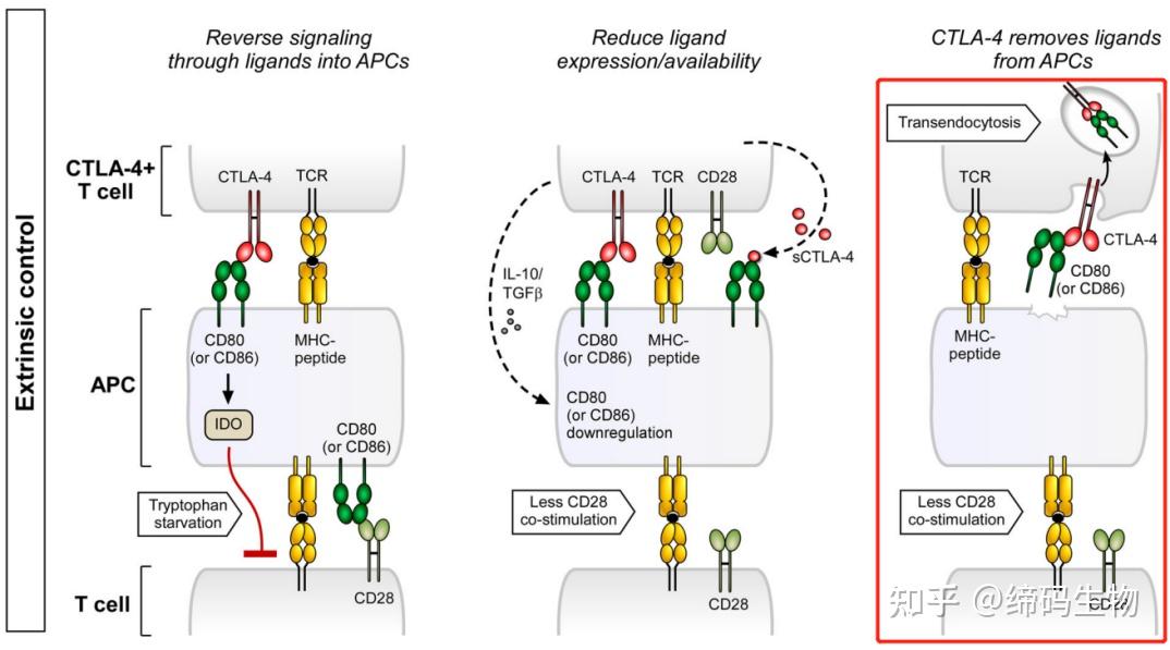 肿瘤免疫靶点 | CTLA-4 - 知乎