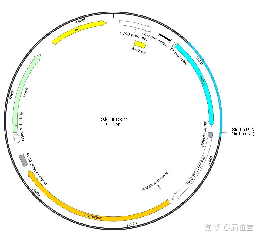 同时表达两个荧光素酶报告基因质粒 - 知乎