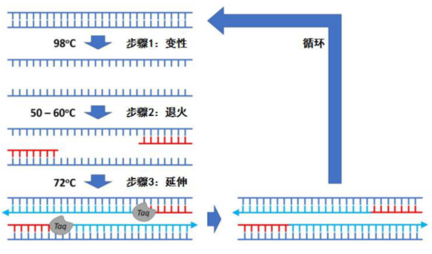 PCR、LAMP、RPA核酸扩增技术的比较 - 知乎