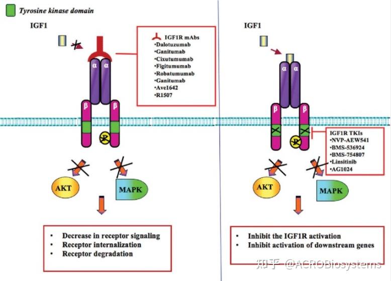 【改善眼凸】——IGF-1R抑制剂：甲状腺眼病（TED）显著缓解 - 知乎