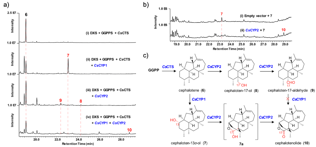 医科院药物所戴均贵团队Angew｜四个细胞色素P450酶介导三尖杉烷型二萜独特结构生物合成 - 知乎