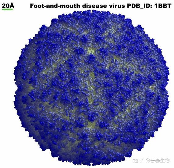 口蹄疫病毒（FMDV）病原学特点简介 - 知乎