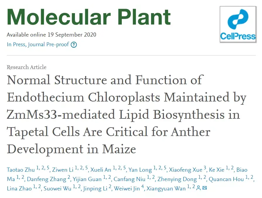 Mol Plant | 为植物雄性发育研究开拓新视角，花药内皮层叶绿体与玉米雄性发育的关系及功能机理 - 知乎