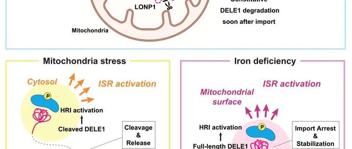 Molecular Cell丨DELE1 调控的线粒体铁反应途径 - 知乎