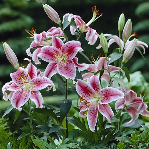 整理R输出——stargazer - 知乎