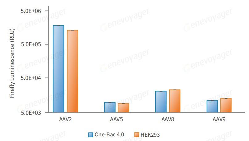 大规模AAV载体CDMO - 知乎