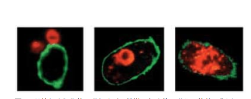 默克生命科学 | 用于细胞荧光标记的PKH linker试剂盒 - 知乎