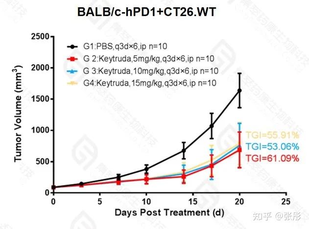 BALB/c Mice | BALB/c小鼠最全知识资料 - 知乎