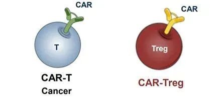 CAR技术的传承：CAR-NK、CAR-NKT、CAR-M、CAR-Treg - 知乎