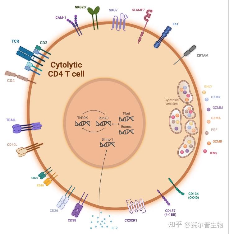 【总结】CD4分子必看知识点 - 知乎