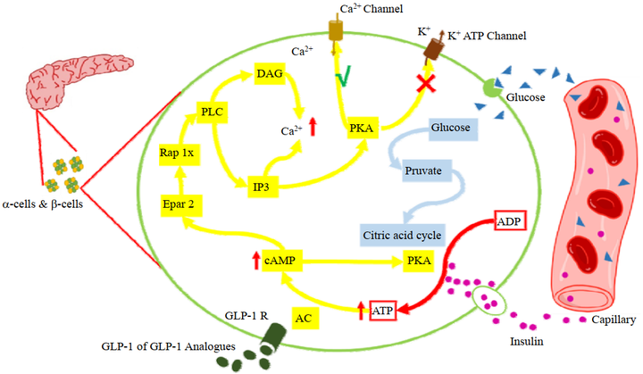 【AmBeed解读】探究GLP-1的作用机制 - 知乎