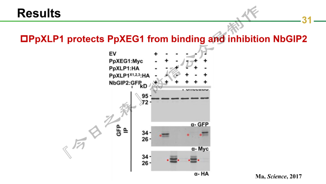 『简述』以大豆疫霉XEG1为核心，简述病原菌与寄主之间的协同进化 - 知乎