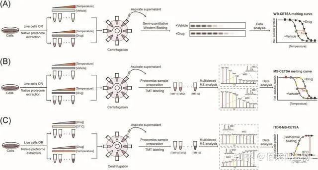 细胞热迁移技术(cell thermal shift assay, CETSA)鉴定蛋白与化合物结合 - 知乎