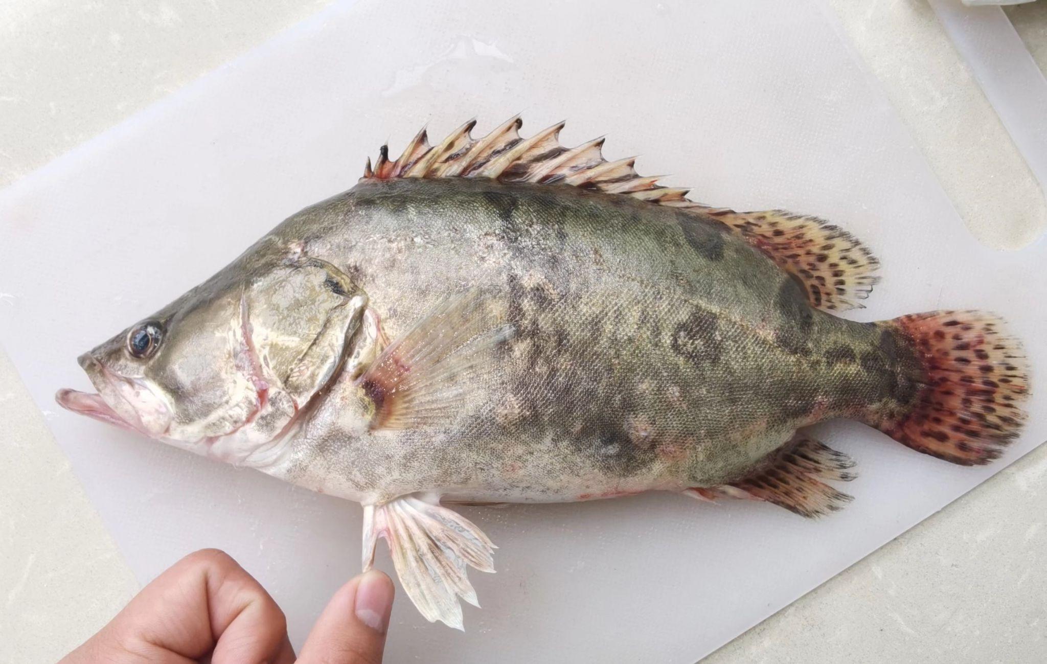 大头星鱼肚子里的像花一样的东西是什么？ - 知乎