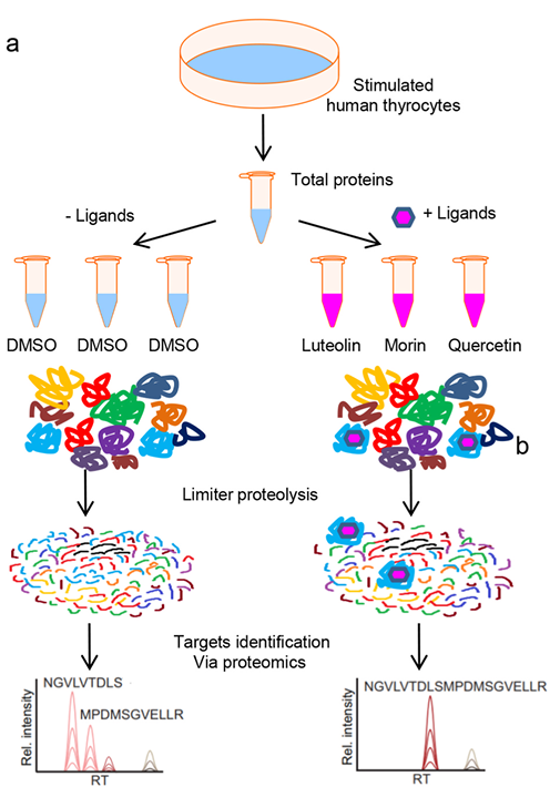 网络药理学与LiP-MS：小分子药物研究的天合之作 - 知乎