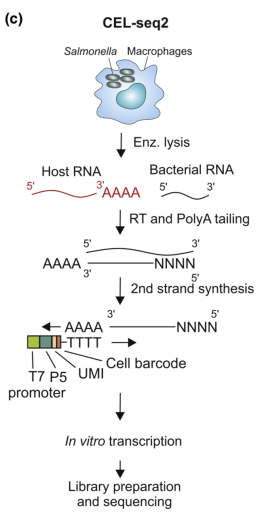 单细菌RNA测序技术综述 - 知乎