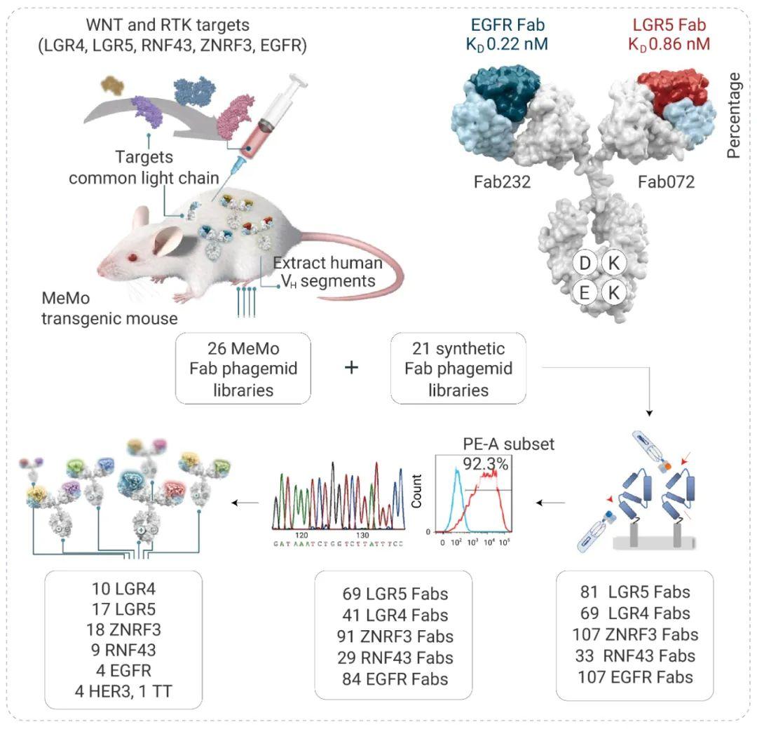 什么是KRAS？ - 知乎
