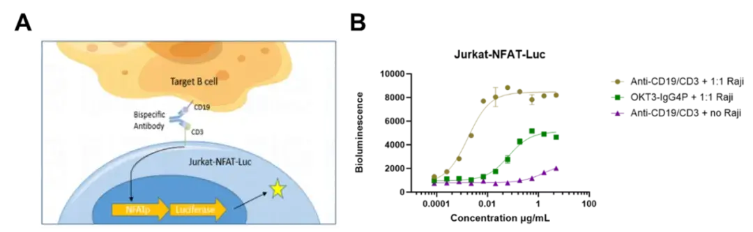 OncoWuXi速递| TCE药物的临床前评价 - 知乎