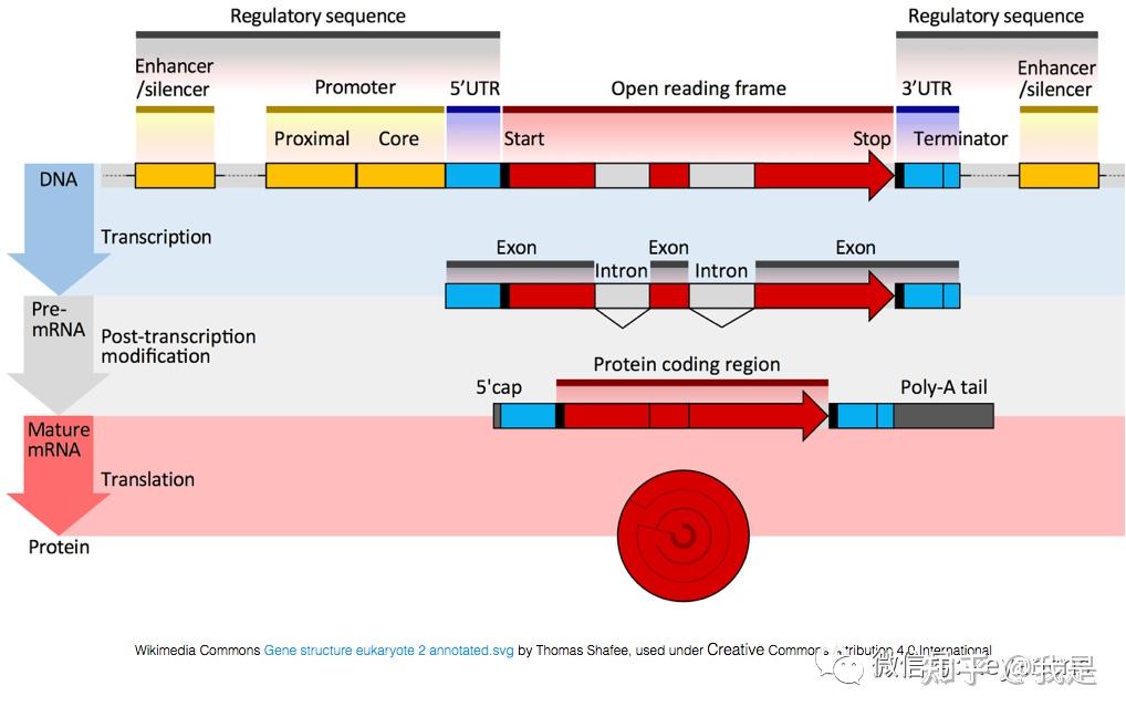 微阵列芯片(MicroArray)与RNA-seq简介 - 知乎