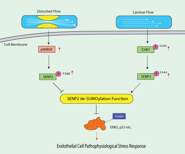 SENP2对关键靶蛋白的 SUMO化调控抑制了动脉粥样硬化 - 知乎