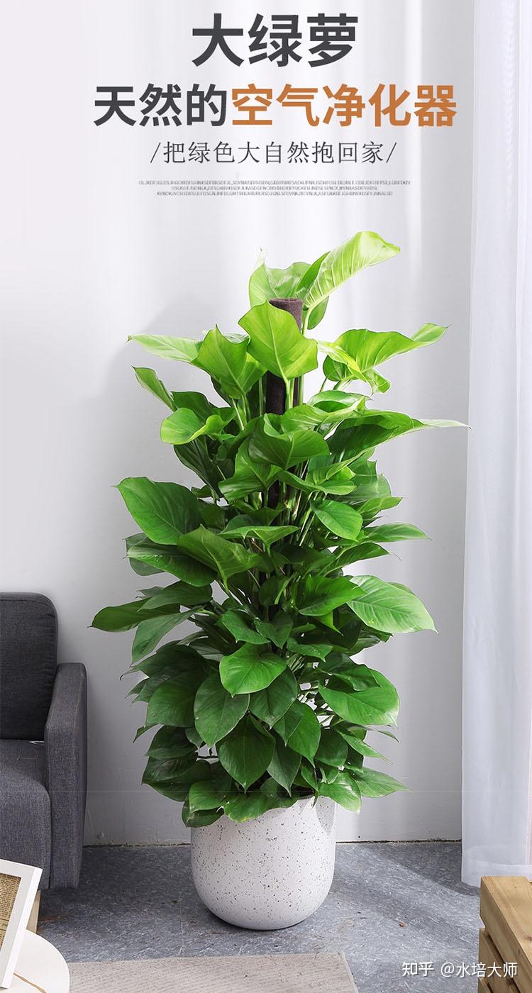 大叶绿萝的养殖方法和注意事项是什么？ - 知乎
