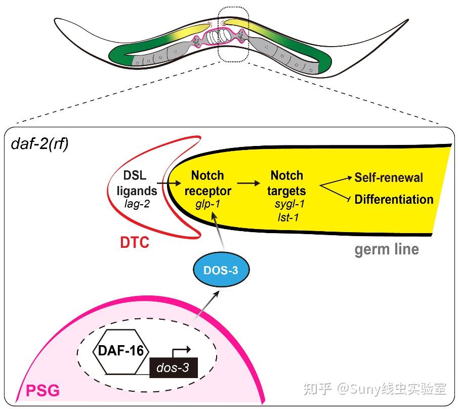 【秀丽隐杆线虫】胰岛素信号通路通过转录因子影响线虫生殖干细胞随年龄的衰减 - 知乎
