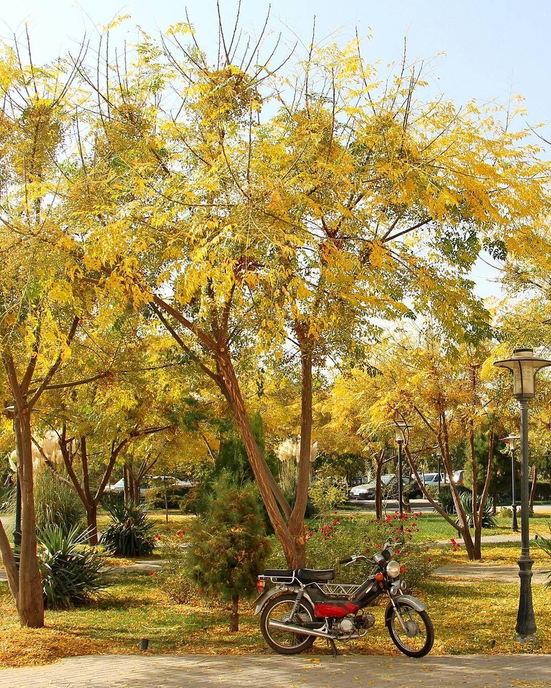 我的母校菲尔多西大学Ferdowsi University of Mashhad - 知乎