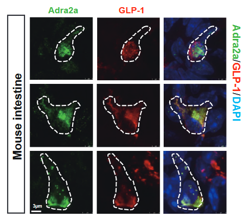 文献分享：交感神经-肠内分泌L细胞调节GLP-1释放 - 知乎