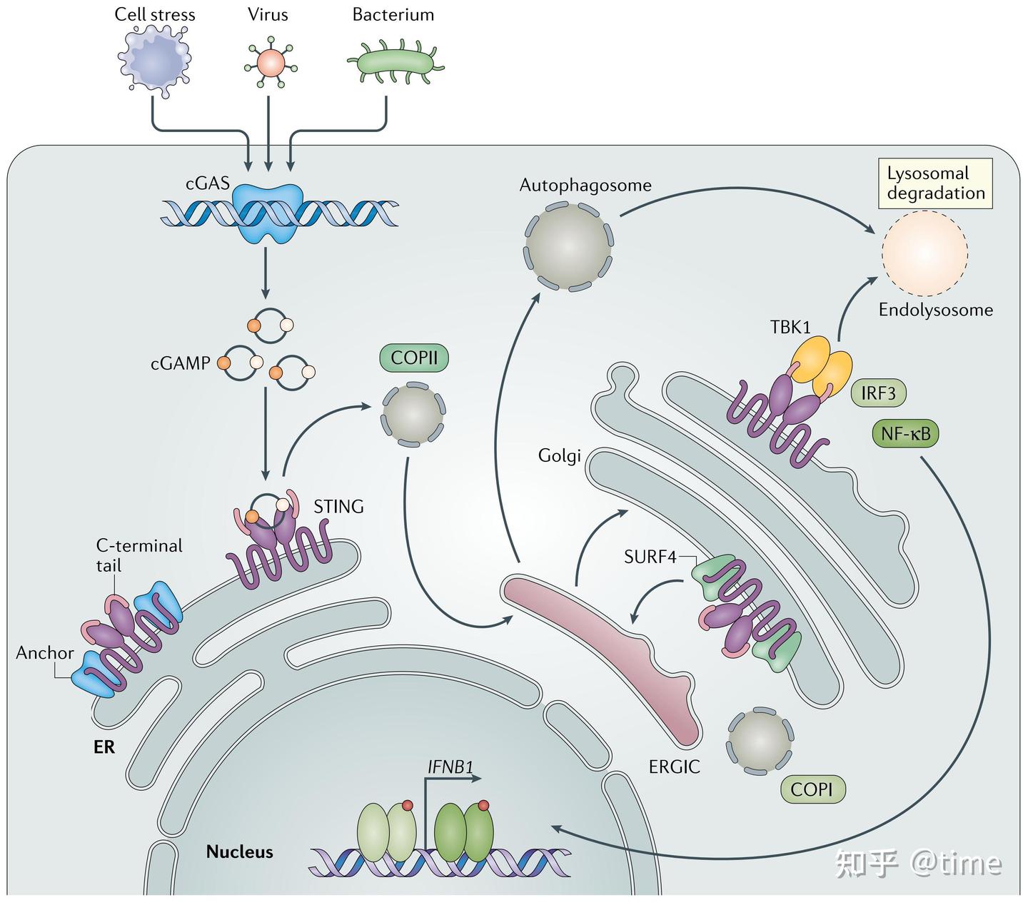 文献分享 | Nature Reviews Immunology：cGAS-STING通路作为炎症性疾病的治疗靶点 - 知乎