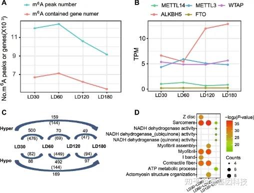 RNA甲基化修饰整体研究方案——m6A、m5C、m1A、m7G、ac4C、RNA与蛋白互作（RIP） - 知乎