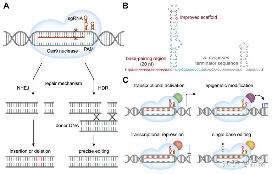 CRISPR-Cas9技术的原理和应用 - 知乎
