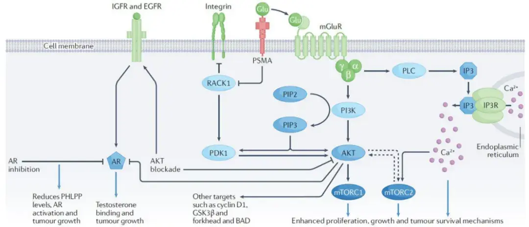 OncoWuXi速递 | PSMA过表达的PC3肿瘤模型 - 知乎