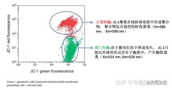 流式专题（三） | 线粒体膜电位（JC-1）检测 - 知乎