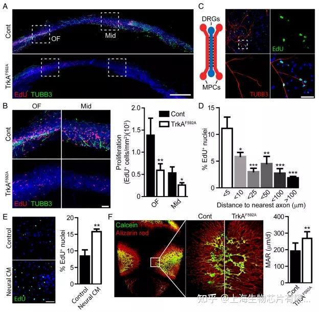 诺奖热点 | 空间转录组学揭示感觉神经通过调节BMP/TGF-β信号通路在保持颅缝通畅中的作用 - 知乎