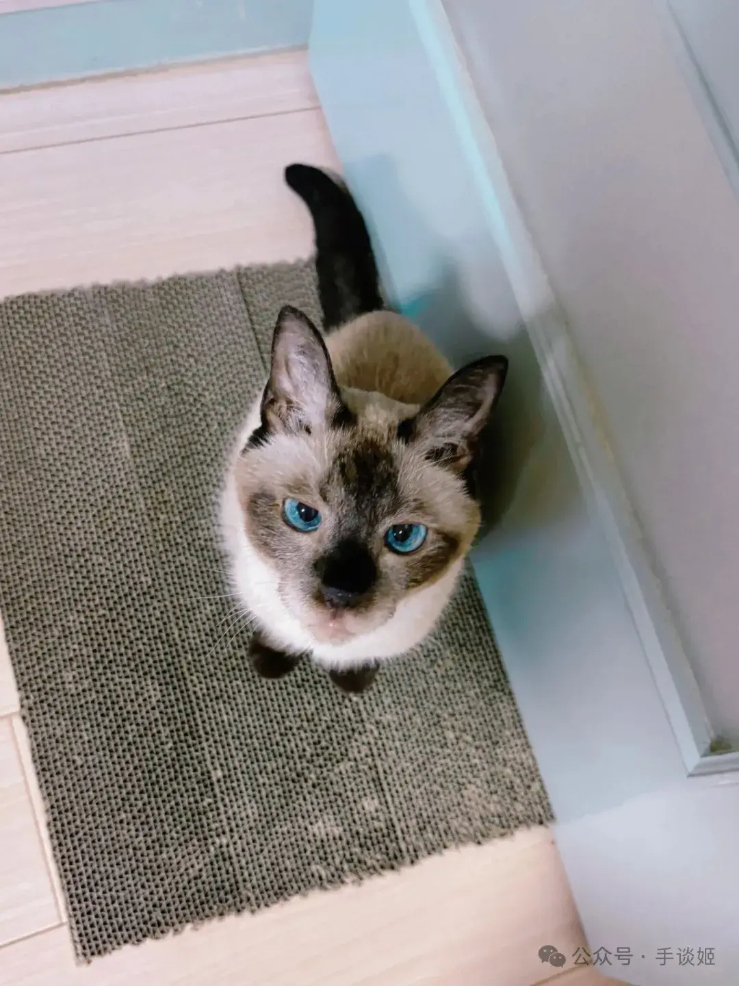 “暹罗猫小豆泥”去世 - 知乎