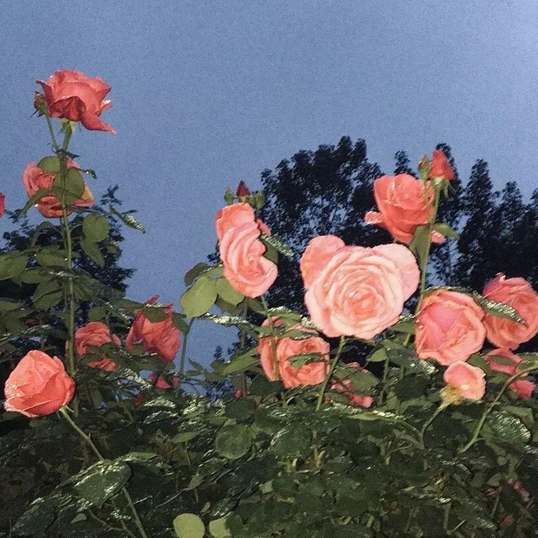 盘点那些ins鲜花背景图｜极致浪漫且高级 - 知乎