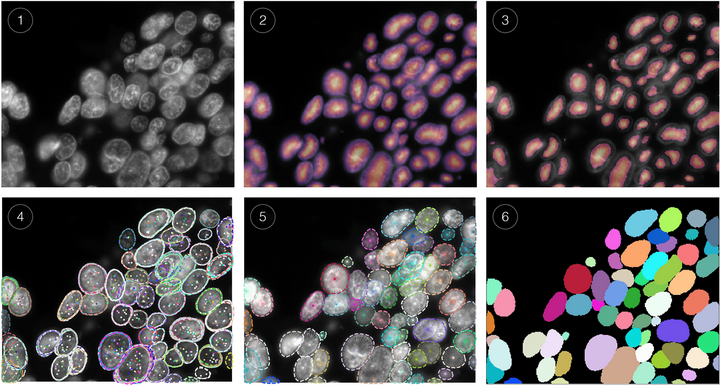 ImageJ实用教程——StarDist批量细胞计数(案例分析篇) - 知乎
