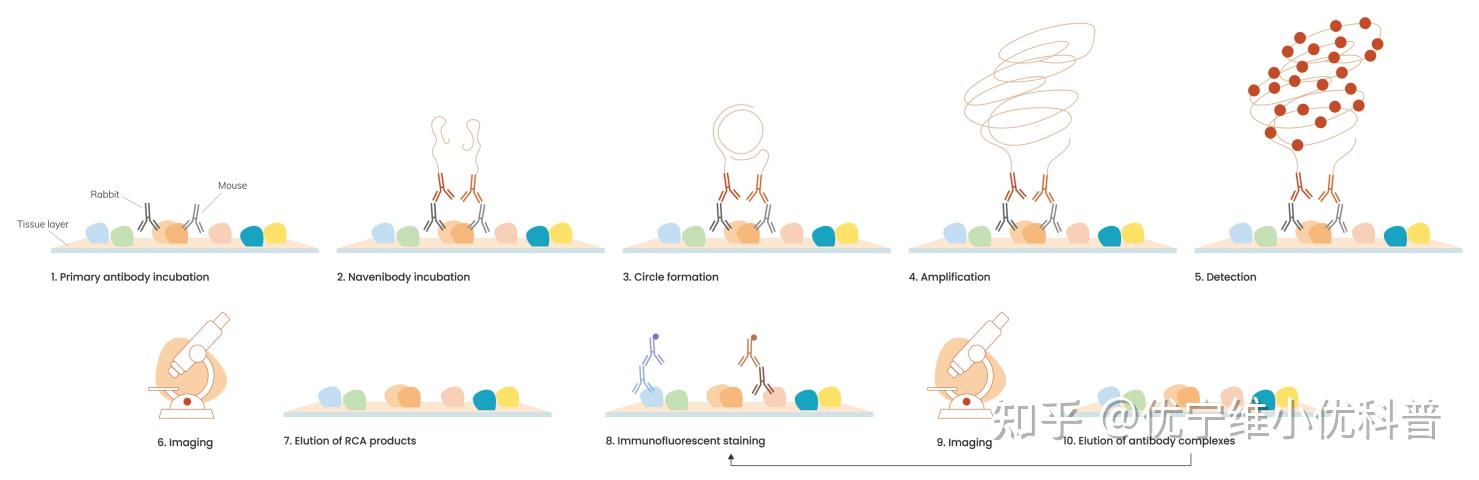 小优进修班∣Naveni® PLA产品效果展示 - 知乎