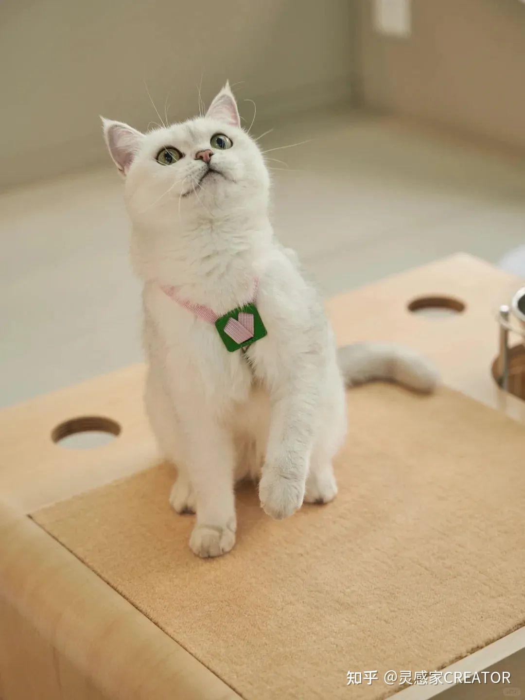 sorrrrrrry dooooooog！这家咖啡店对小猫更偏心哦！ - 知乎