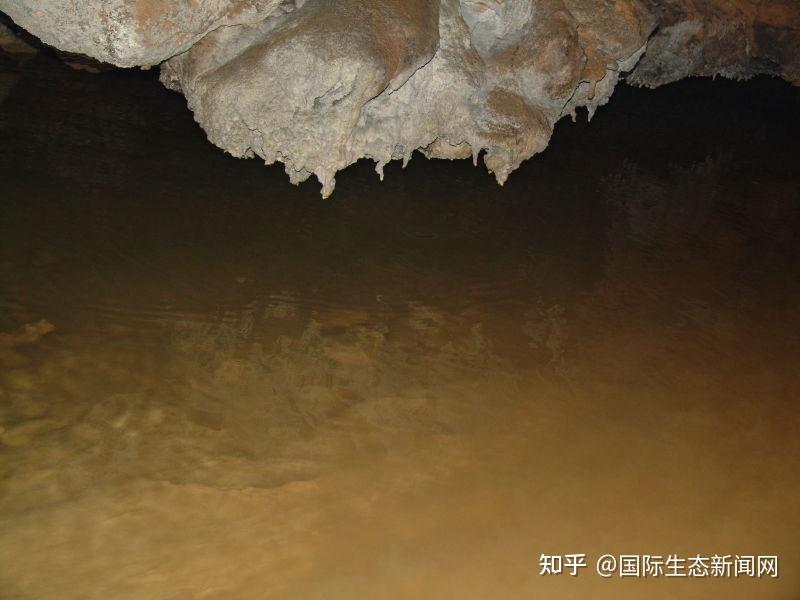 中国高原鳅属新添四新成员 - 知乎