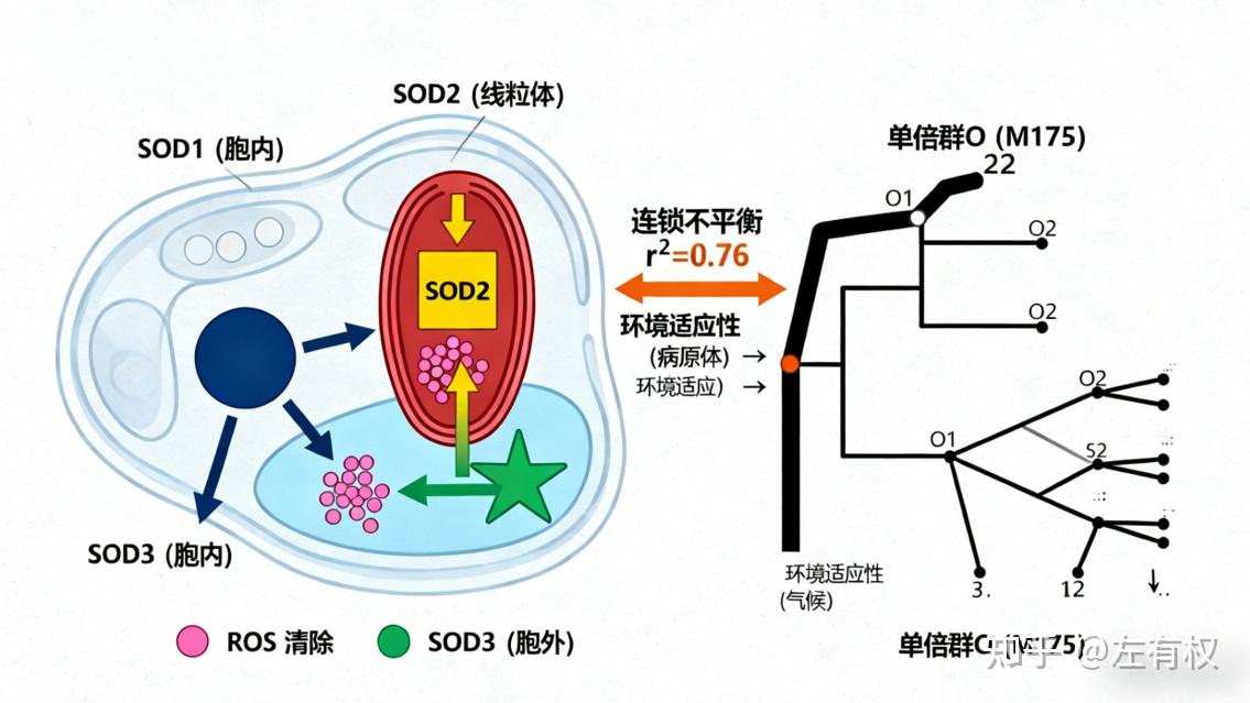 SOD1、SOD2、SOD3与单倍群O（M175基因）的生理功能关联研究：基于基因组学与功能分析的深度探讨 - 知乎