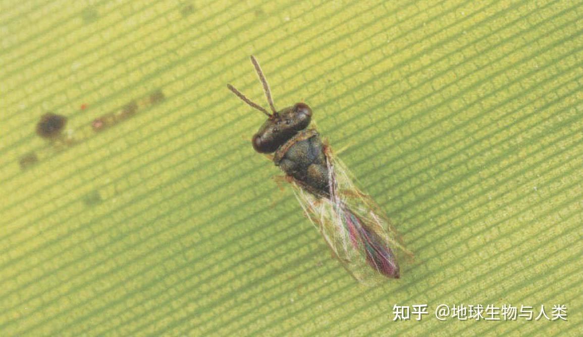【动物界全系列】柄腹金小蜂亚科—斯夫金小蜂族（下） - 知乎