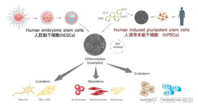 iPS细胞技术的简述及应用前景 - 知乎